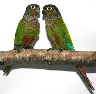 Green Cheek Conures - Pairs - Enfield Produce