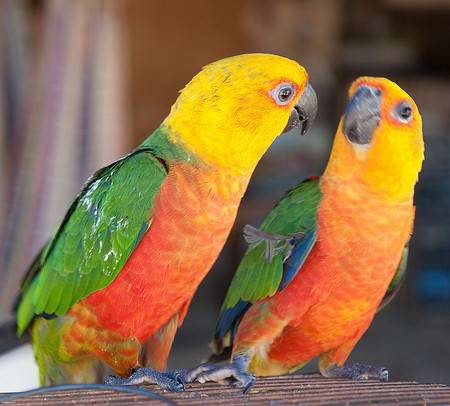 Pair of Jenday Conures (mature pair) - Enfield Produce