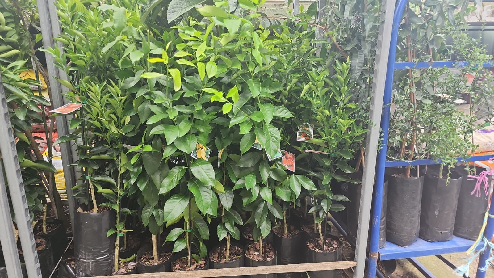 Exciting New Fruit Tree Arrivals at Enfield Produce - Enfield Produce