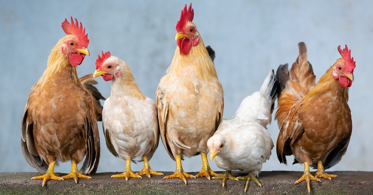 Discover the Joy of Backyard Chickens: Enfield Produce Has the Perfect ...