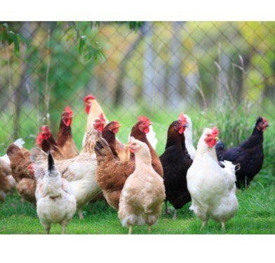 Chicken Supplies - Enfield Produce