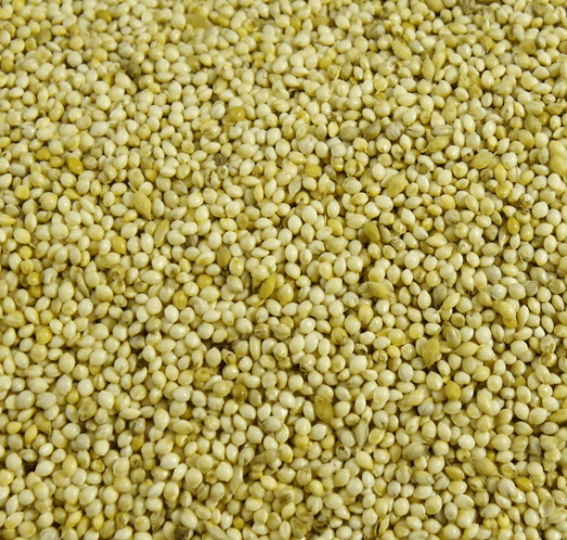 White French Millet Bird Seed - Enfield Produce