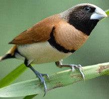 Mannikin Finches - Enfield Produce