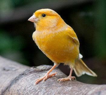 German Roller Canaries - Enfield Produce
