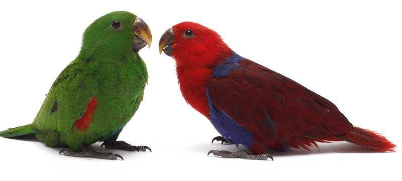 Hand Raised Baby Eclectus Parrots - Enfield Produce