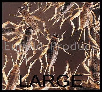 Large Crickets : Pisces Live Food - Enfield Produce