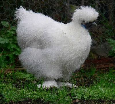 Silkie Chickens - Enfield Produce